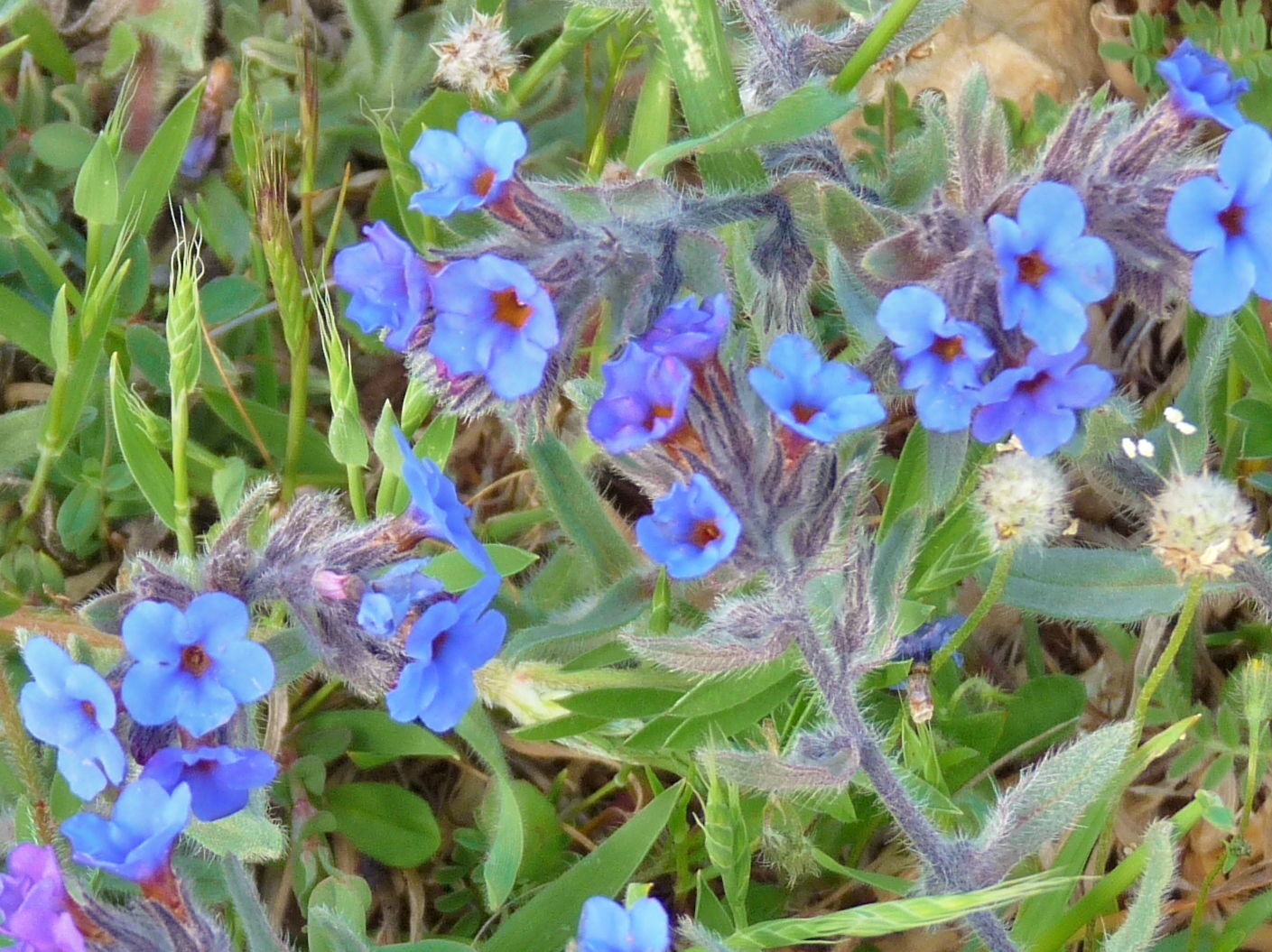 Alcanna o arganetta azzurra (Alkanna tinctoria) - Il Quarto Potere