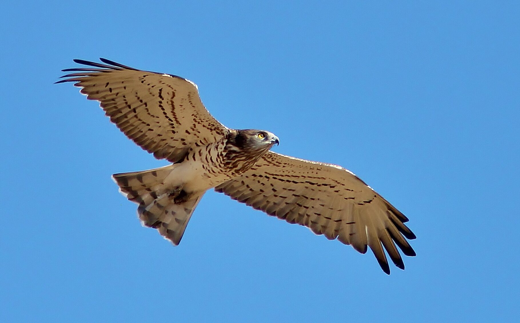 Il Biancone: l'unica aquila presente sul territorio murgiano - Il ...
