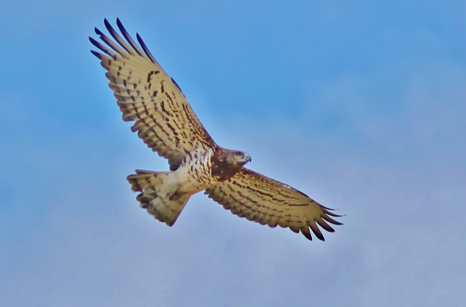 Il Biancone: l'unica aquila presente sul territorio murgiano - Il ...