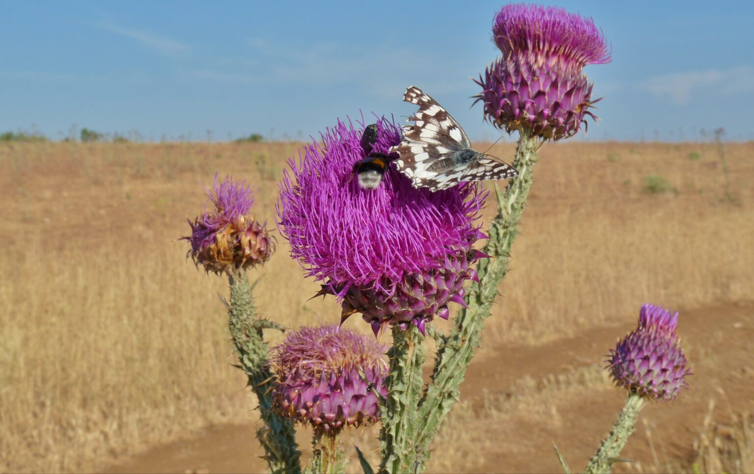 Il cardo dell'asino, dal passato ad oggi, gli usi di questa pianta ...
