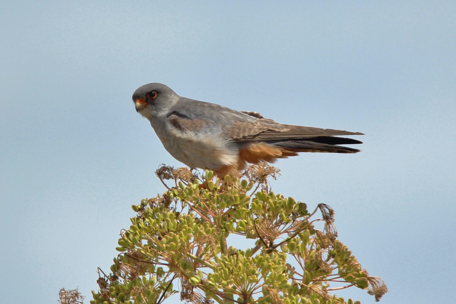 Falco cuculo: il piccolo rapace della nostra Murgia - Il Quarto Potere